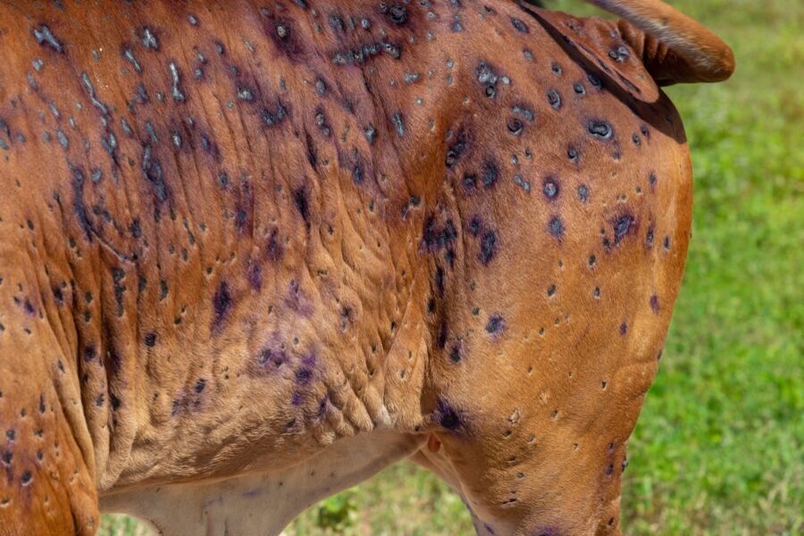 Recent Cattle Disease Outbreaks in India: FMD, LSD Highlight ...