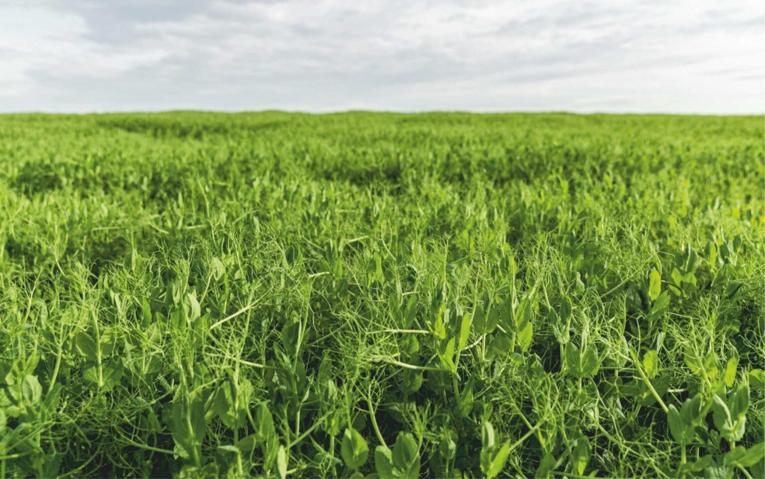 Solving India's Fodder Crisis: The AI-Powered Path to Sustainable ...