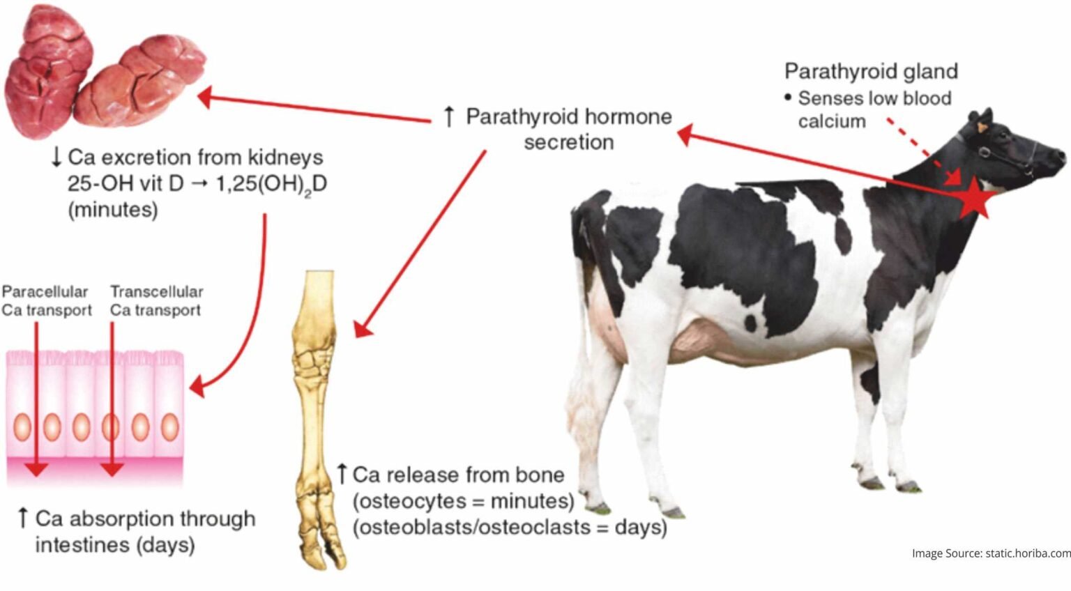 Calcium Homeostasis in Post-Parturient Dairy Cows: Implications for ...