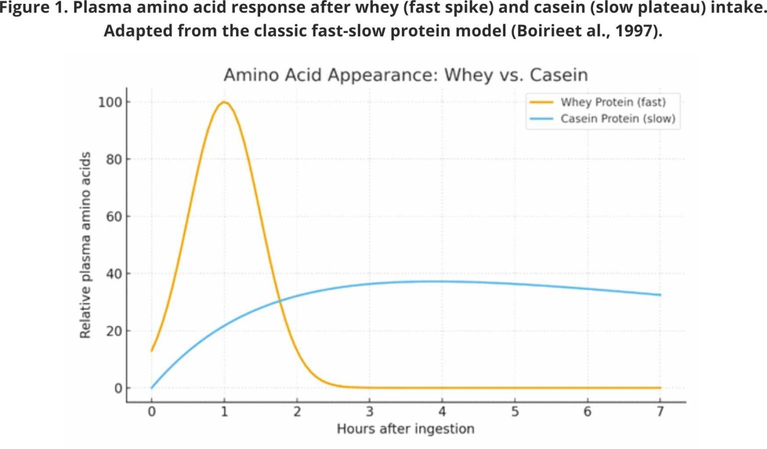 Fast vs. Slow Proteins: Unlocking the Digestive Secrets of Casein and ...
