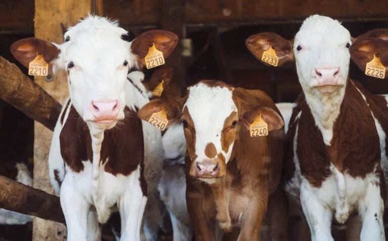 UK Dairy Faces 30p/Litre Price Collapse Amid Global Oversupply - Dairy ...