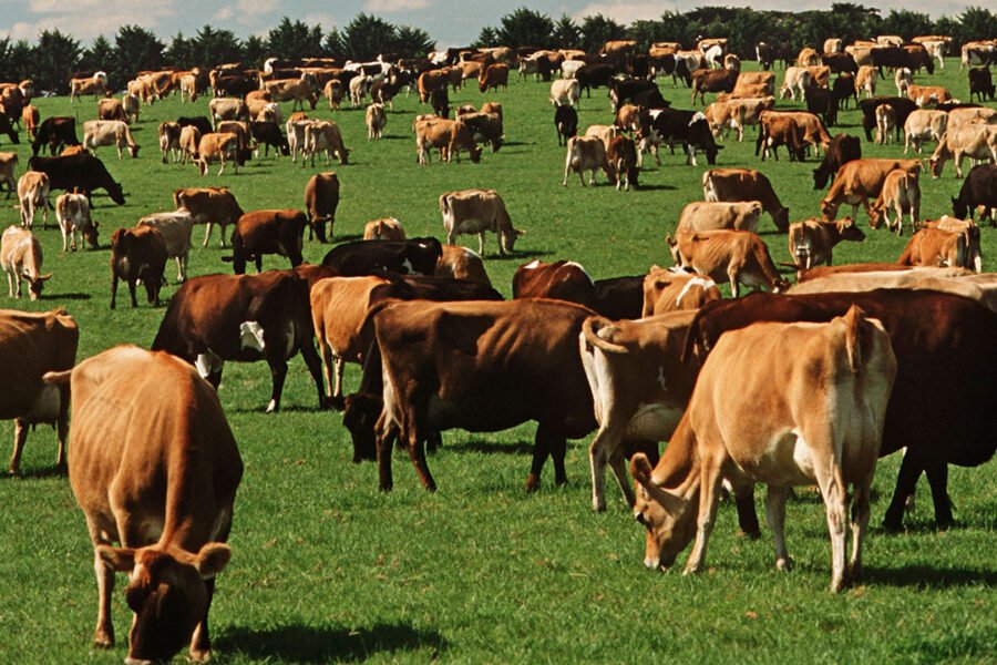 CEEW Study Finds 35% of Indian Cattle Rearers Do Not Sell Milk - Dairy ...
